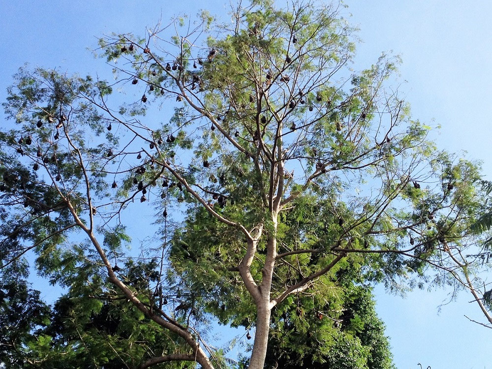 Philippines, 2, Subic Bay Freeport Zone, Images and Photo Gallery ...