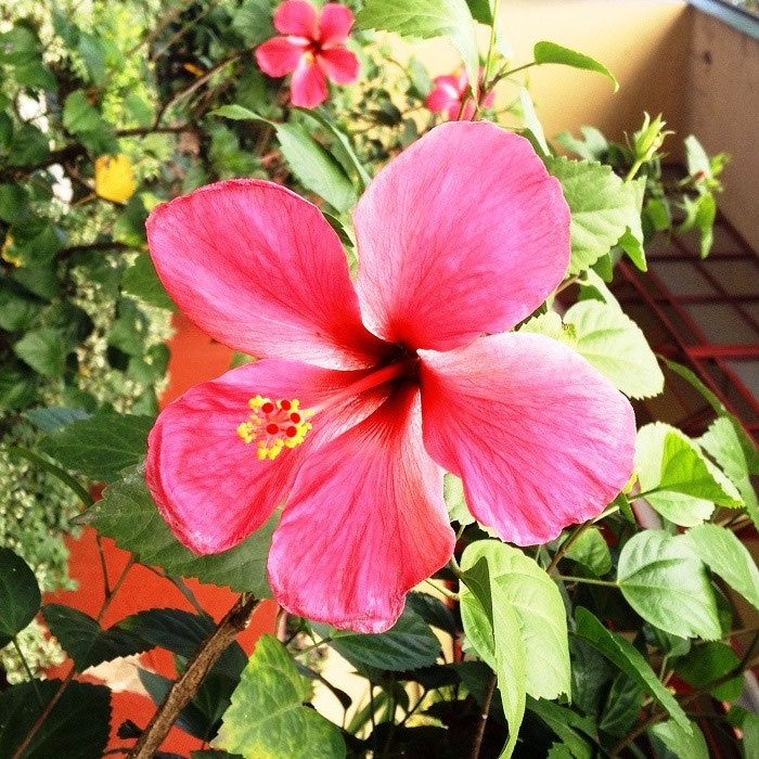 Three Philippine Flowers: Bird of Paradise, Hibiscus and Santan ...