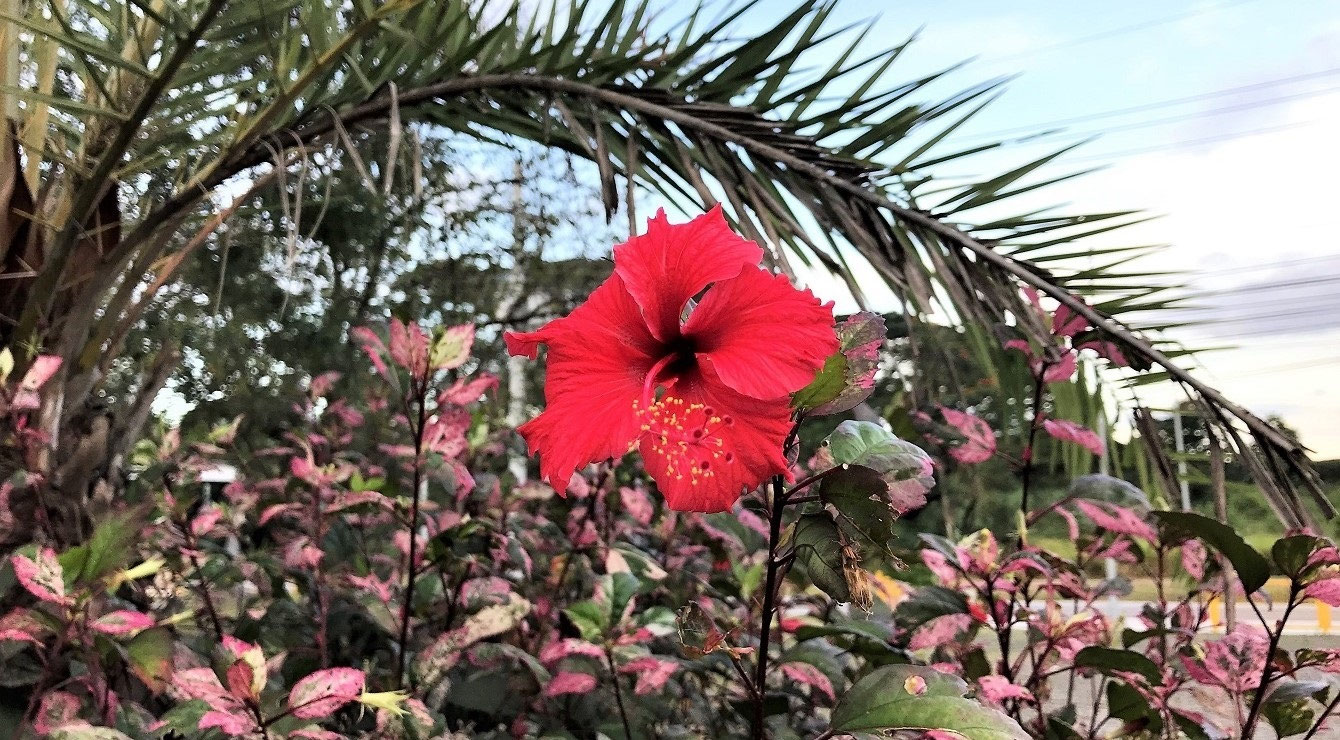 Three Philippine Flowers: Bird of Paradise, Hibiscus and Santan ...