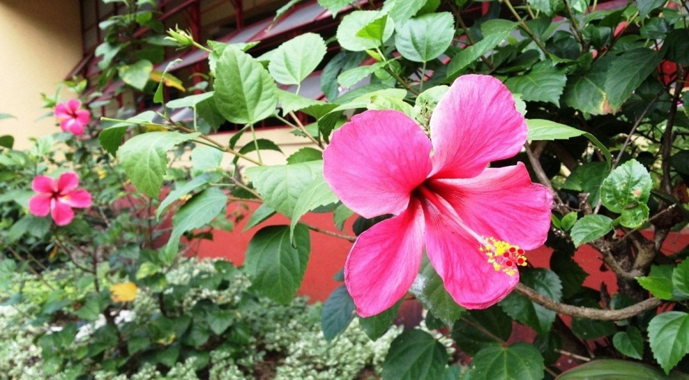 Three Philippine Flowers: Bird of Paradise, Hibiscus and Santan ...