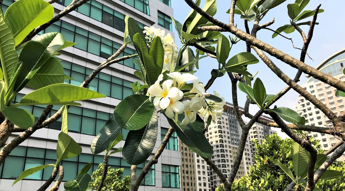 Four Philippine Flowers: Bougainvillea spectabilis, Dona Aurora, Dona ...