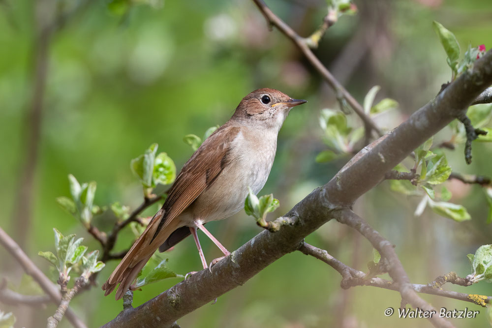 Der Gesang der Nachtigallen - Kraichtaler Natur