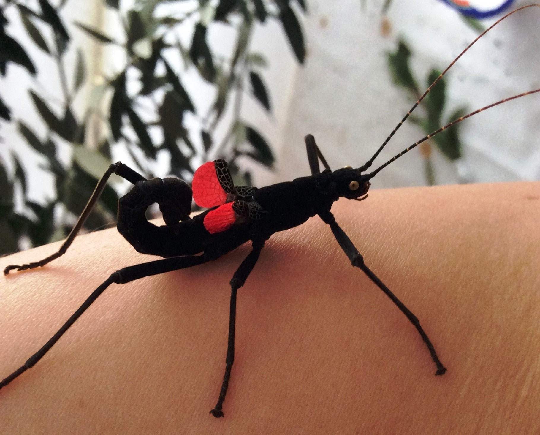 Peruphasma schultei - Benvenuti su didatticanimals!