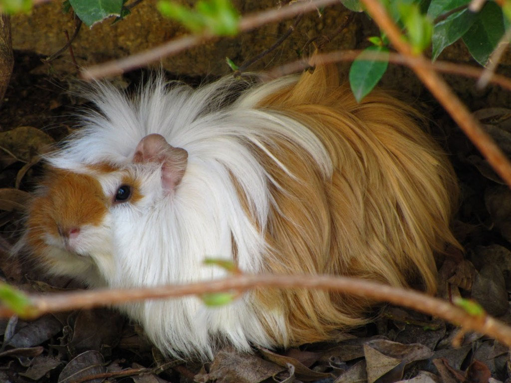 CAVIA PERUVIANA - Benvenuti su didatticanimals!