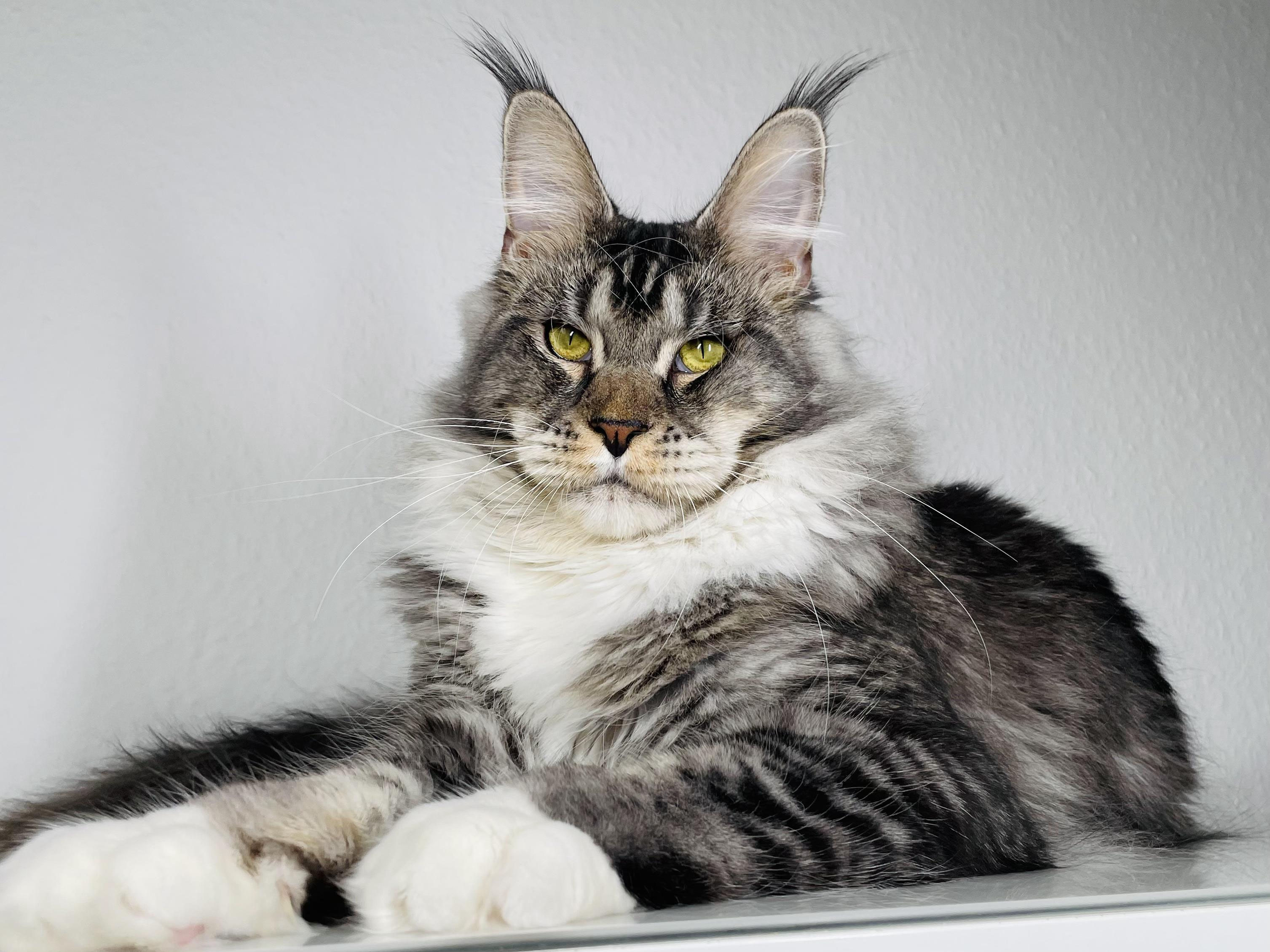 Silver Shadow - BigSensation Maine Coon Cattery