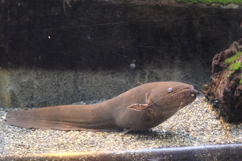 ナマズの仲間 - 身近な動物ウォッチング