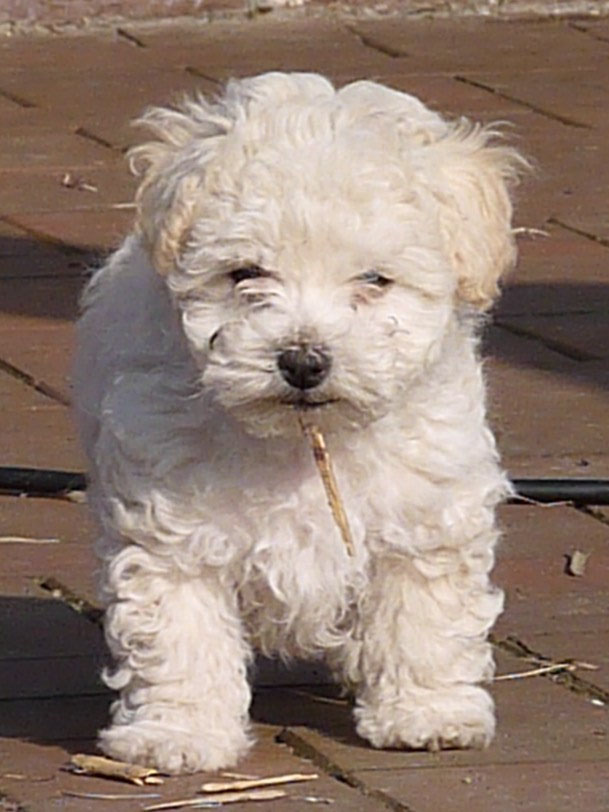 We are a member of: - Bologneser of the Cute White Stars