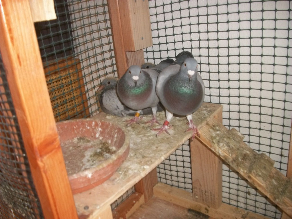 INDIVIDUAL BREEDING PENS - Website of merrickpigeons!