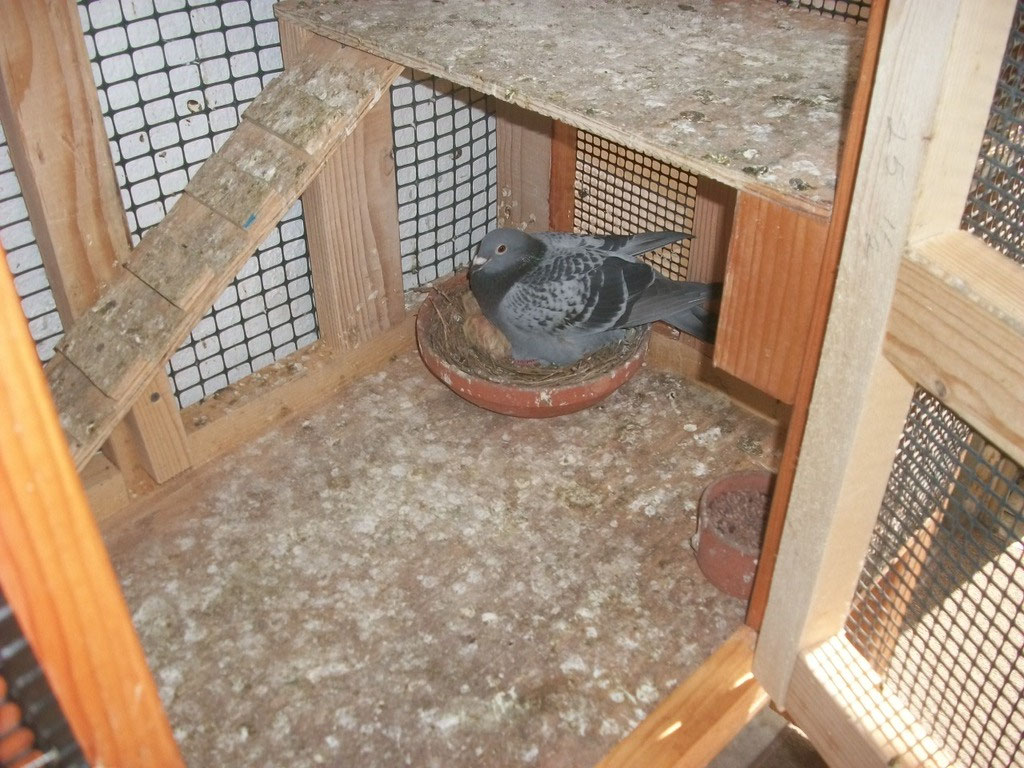 INDIVIDUAL BREEDING PENS - Website of merrickpigeons!