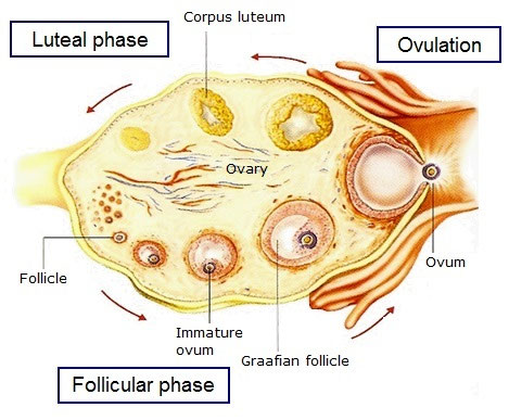 corpus luteum diagram labeled