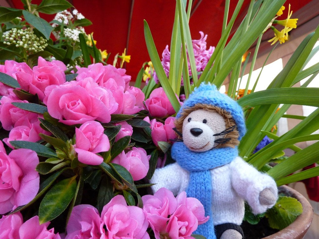 Kleiner Löwe ganz groß - Mini-Leos Tagebuch