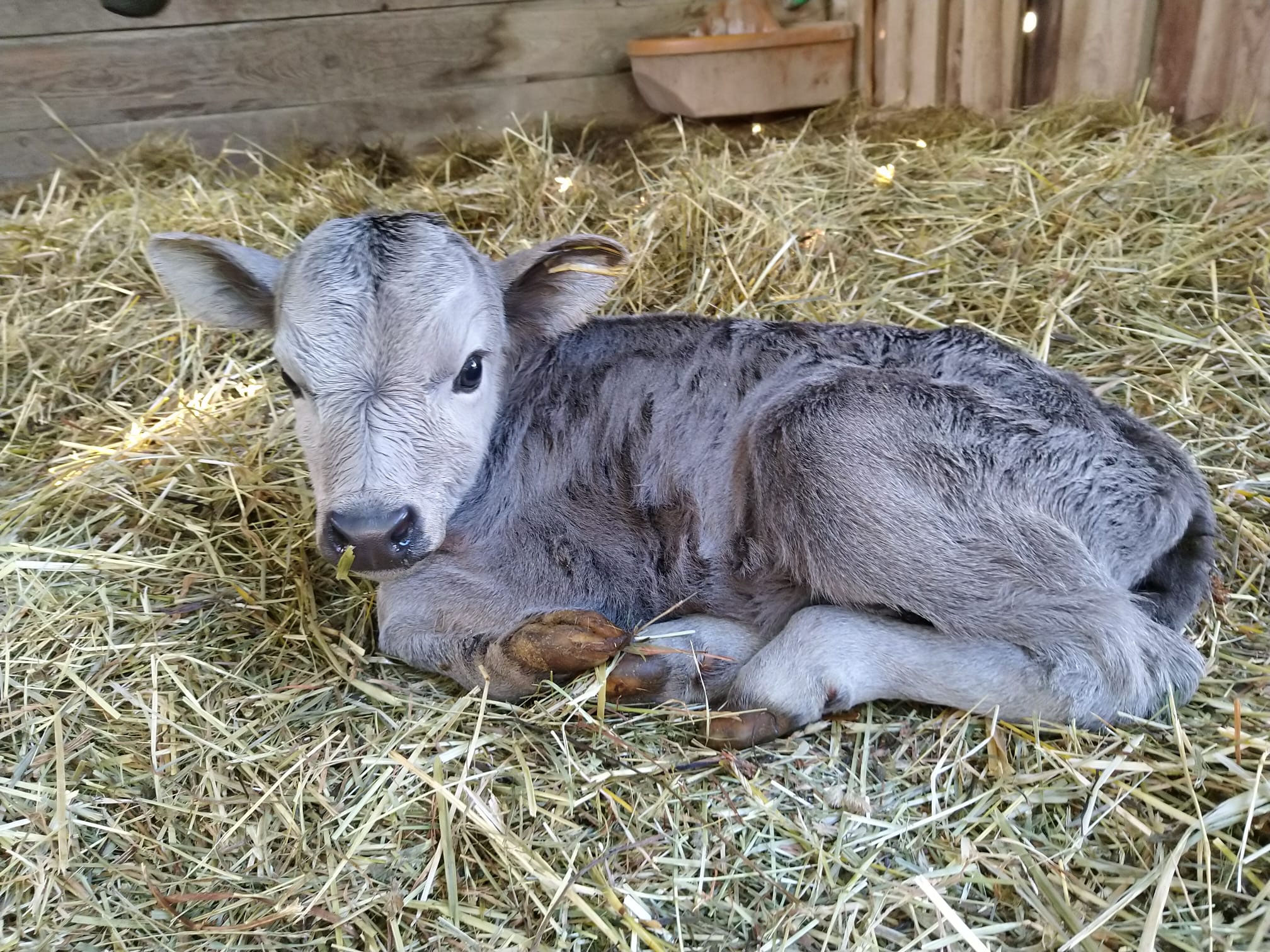 Die Rasse - Verein Dahomey Schweiz