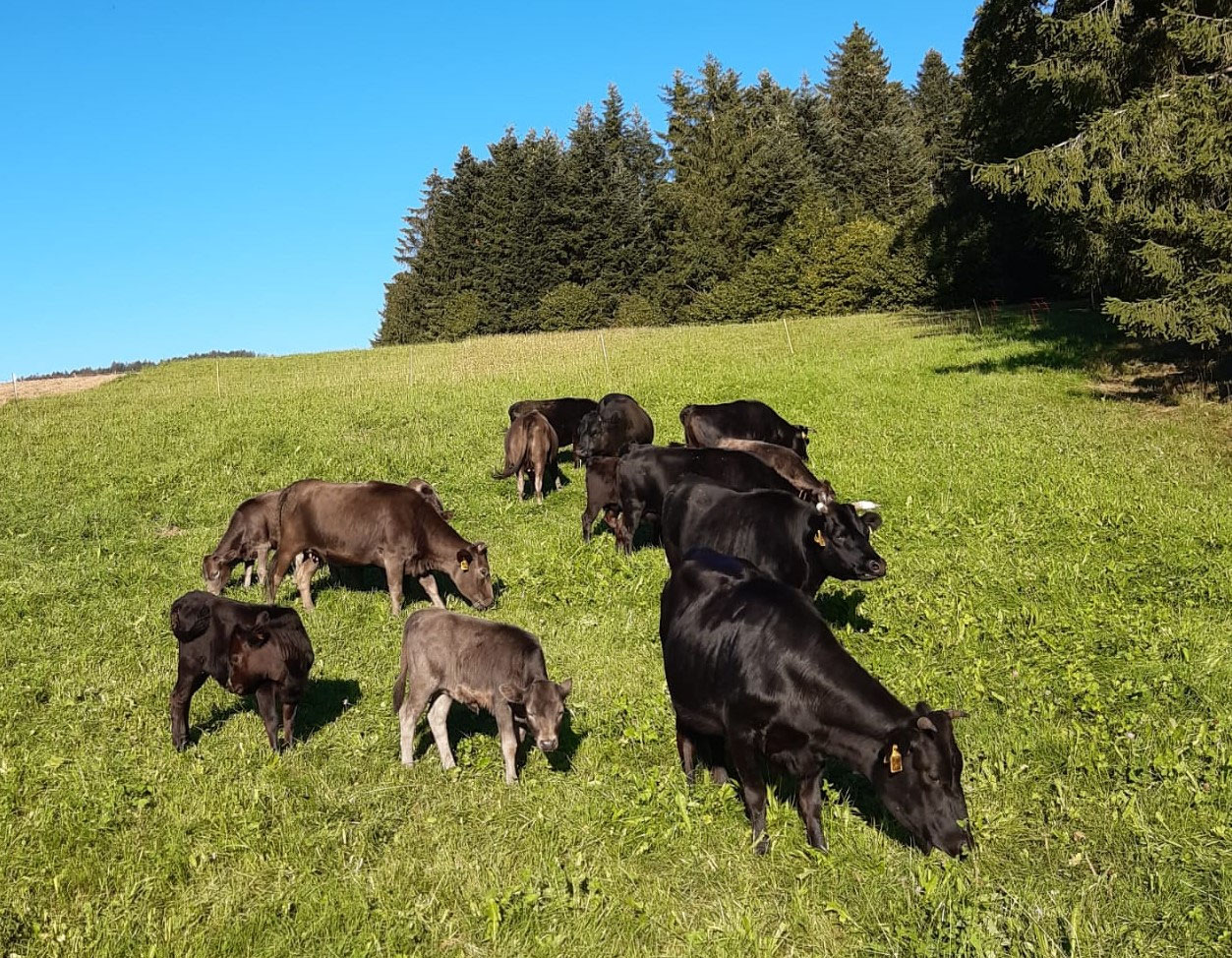 Die Rasse - Verein Dahomey Schweiz