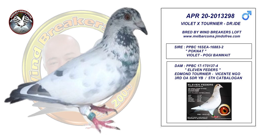 THE WINDBREAKERS LOFT CHAMPION BLOODLINES: - melbarcoma's JimdoPage!