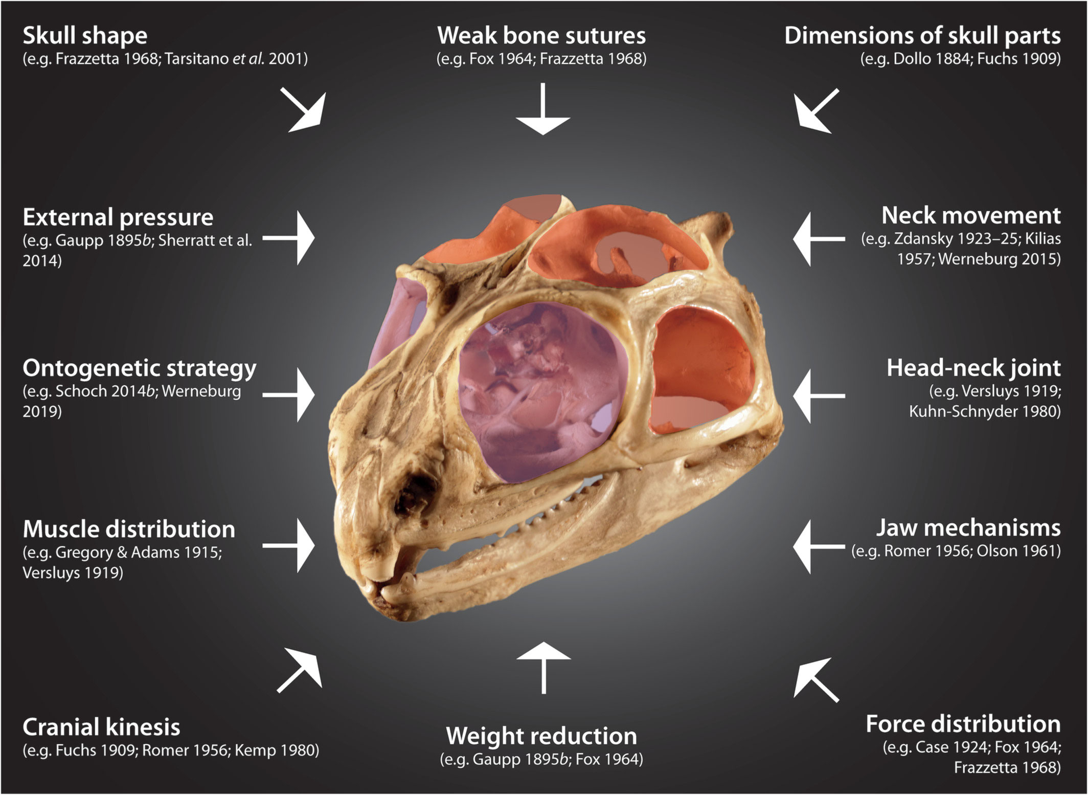 Review on the temporal skull region in tetrapods - the big question of ...