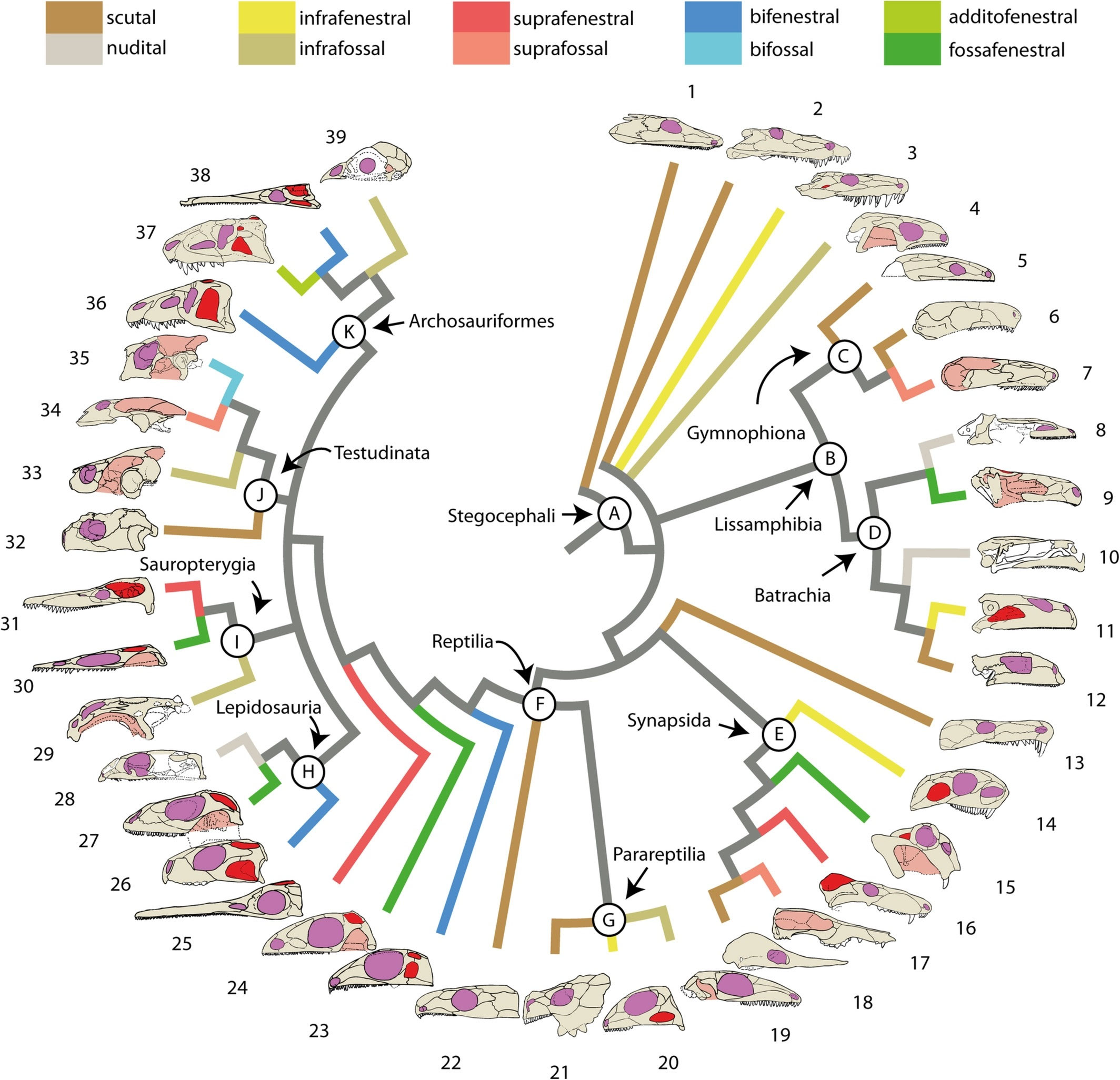 Review on the temporal skull region in tetrapods - the big question of ...