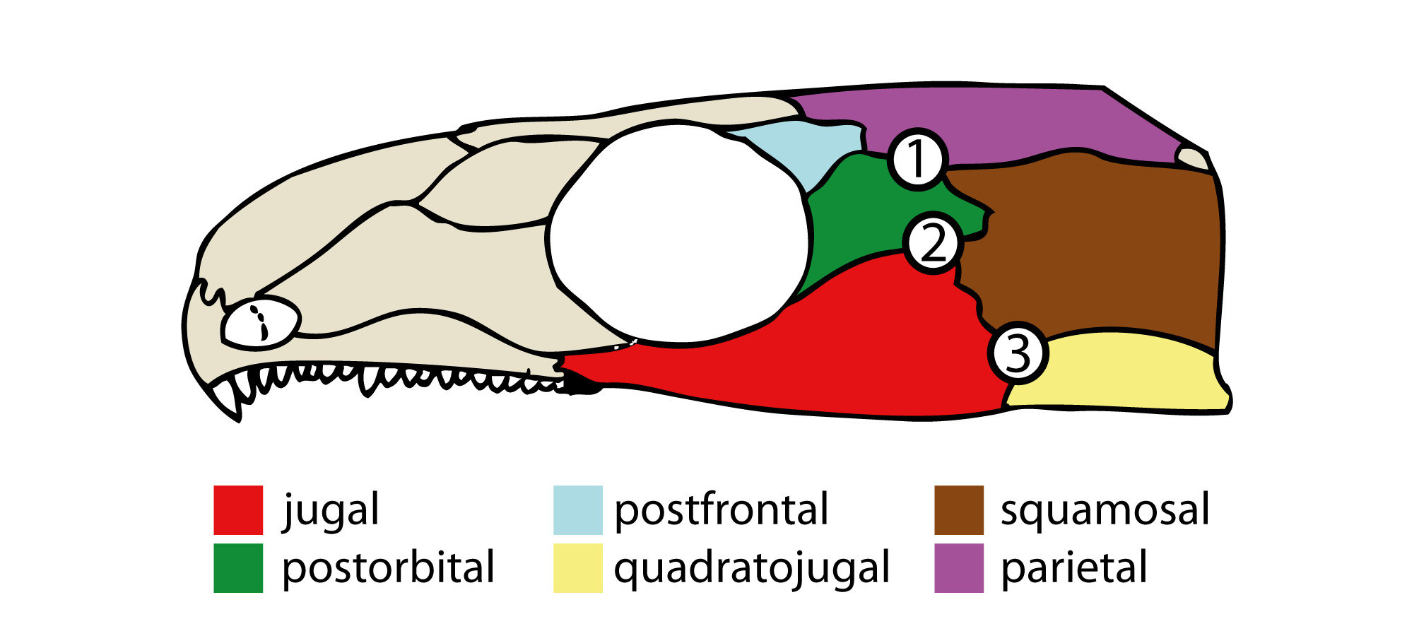 Skull sutures in early "anapsids" - what can they tell us about the ...