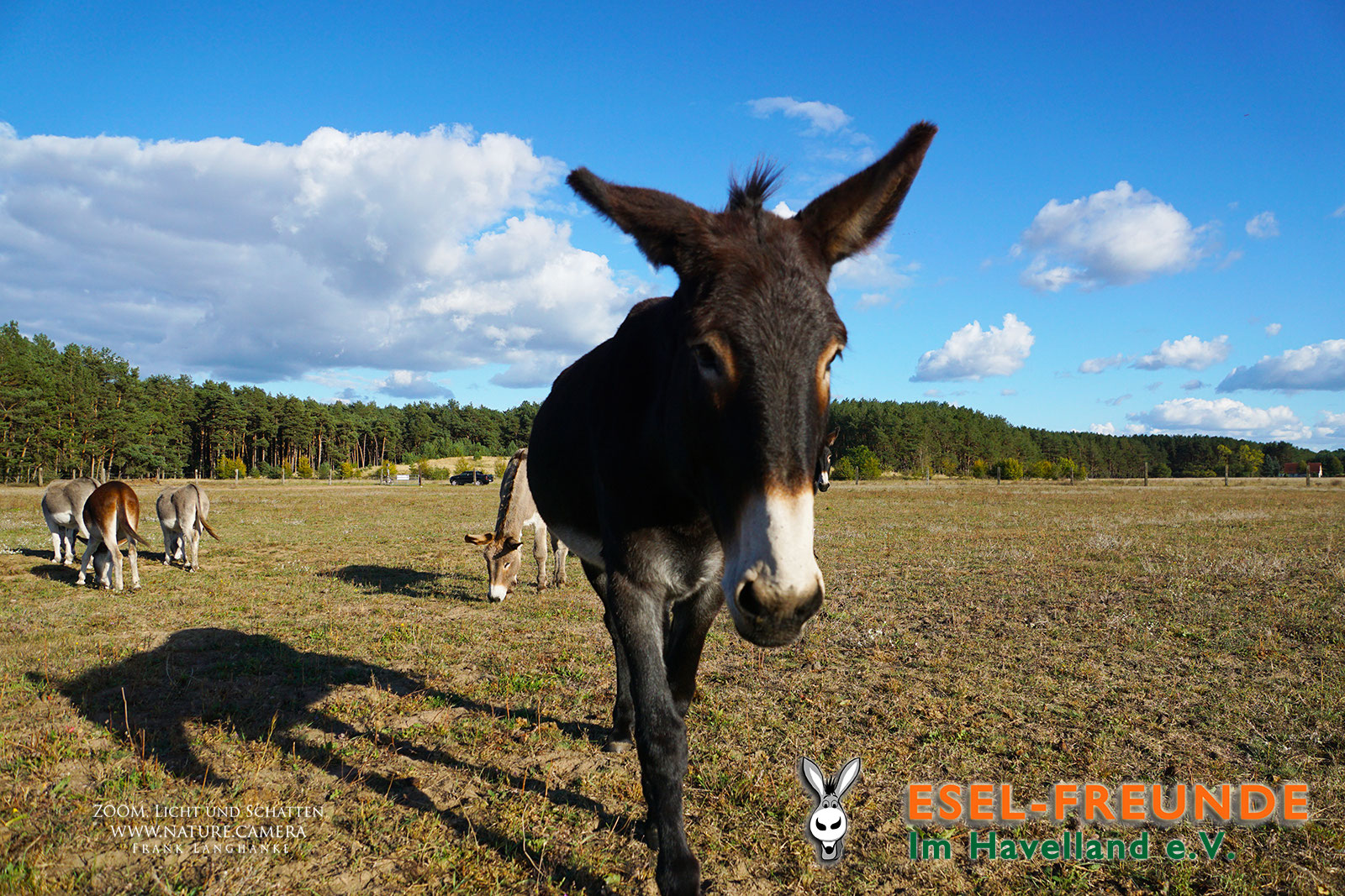 Esel Gratis-Download - Esel Workshops - Esel Kurse - Esel Fotogalerien