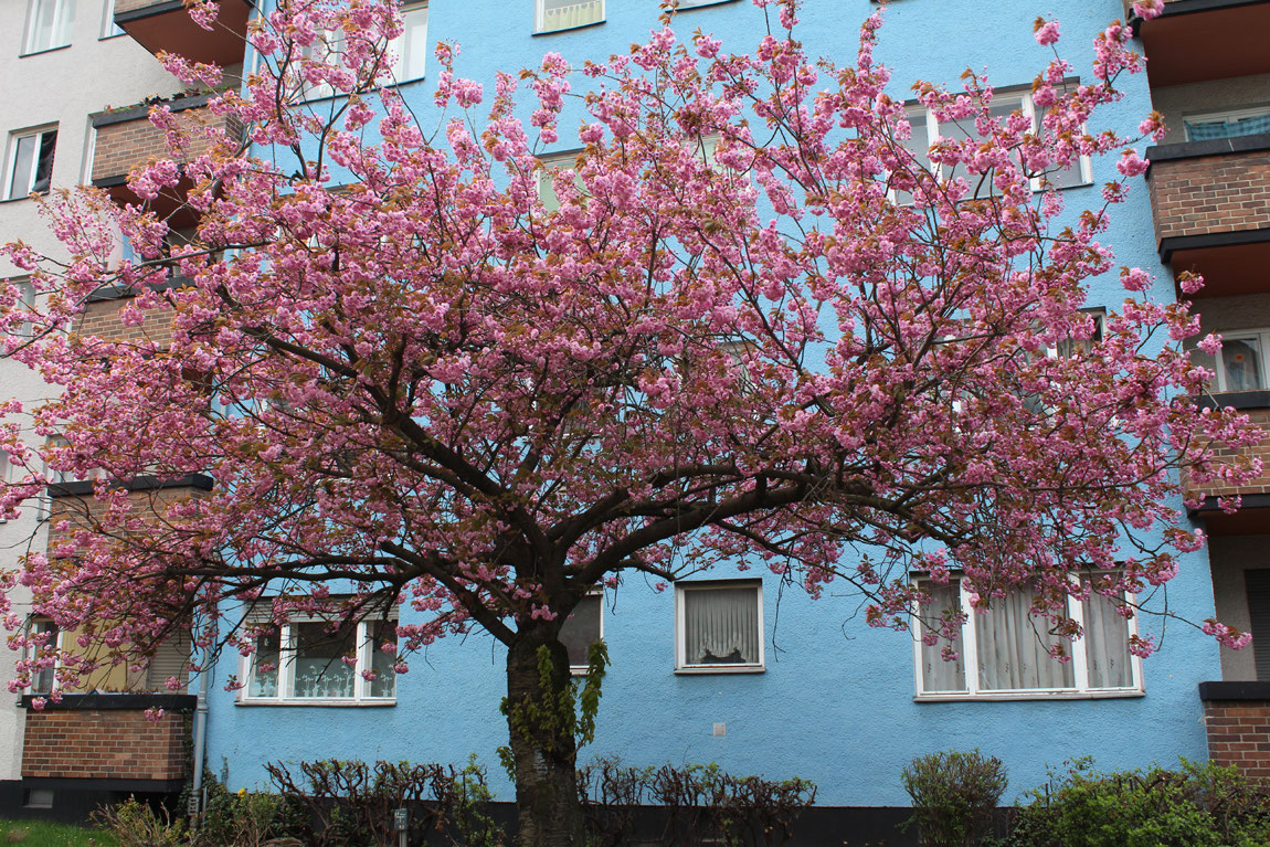 Japanische Kirschblüte in Berlin - www.KNBerlin.de