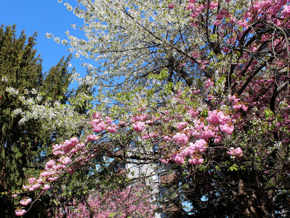 Japanische Kirschblüte in Berlin - www.KNBerlin.de