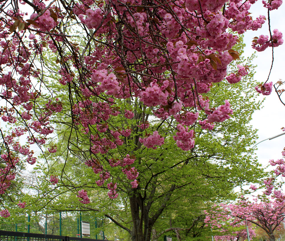 Japanische Kirschblüte in Berlin - www.KNBerlin.de