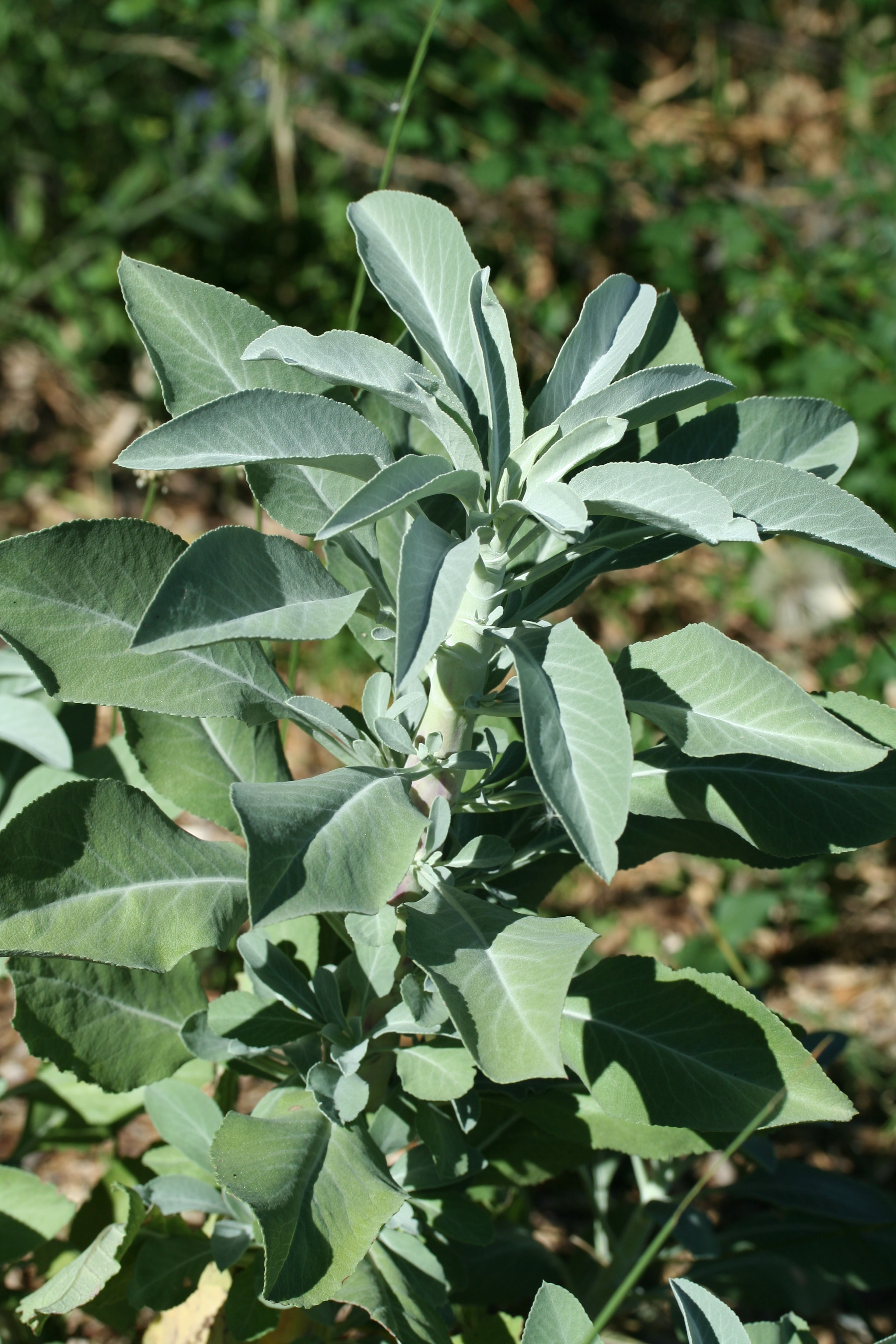 Sauge blanche Bio - Site de HORIZONS AROMATIQUES