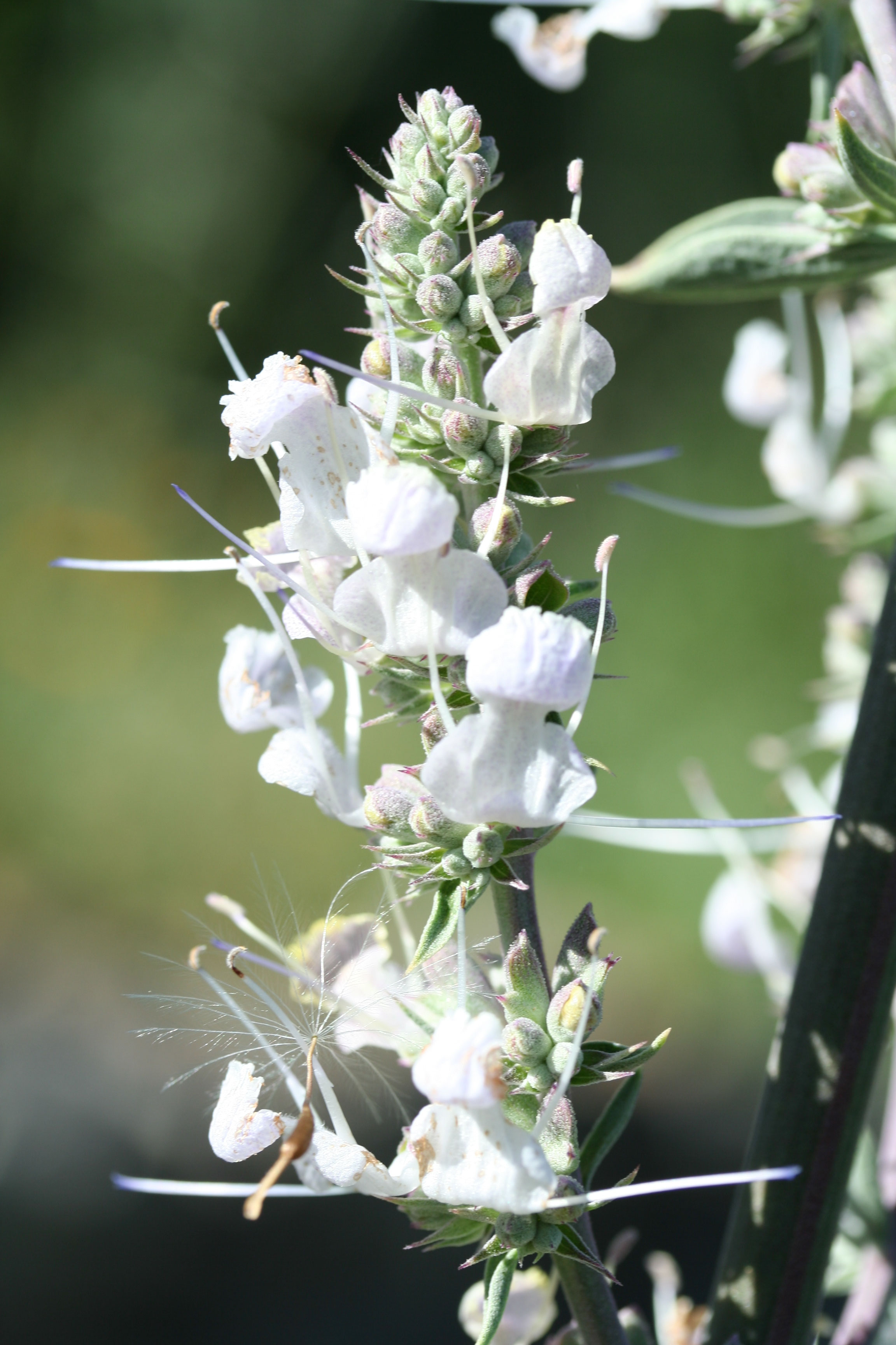 Sauge blanche Bio - Site de HORIZONS AROMATIQUES