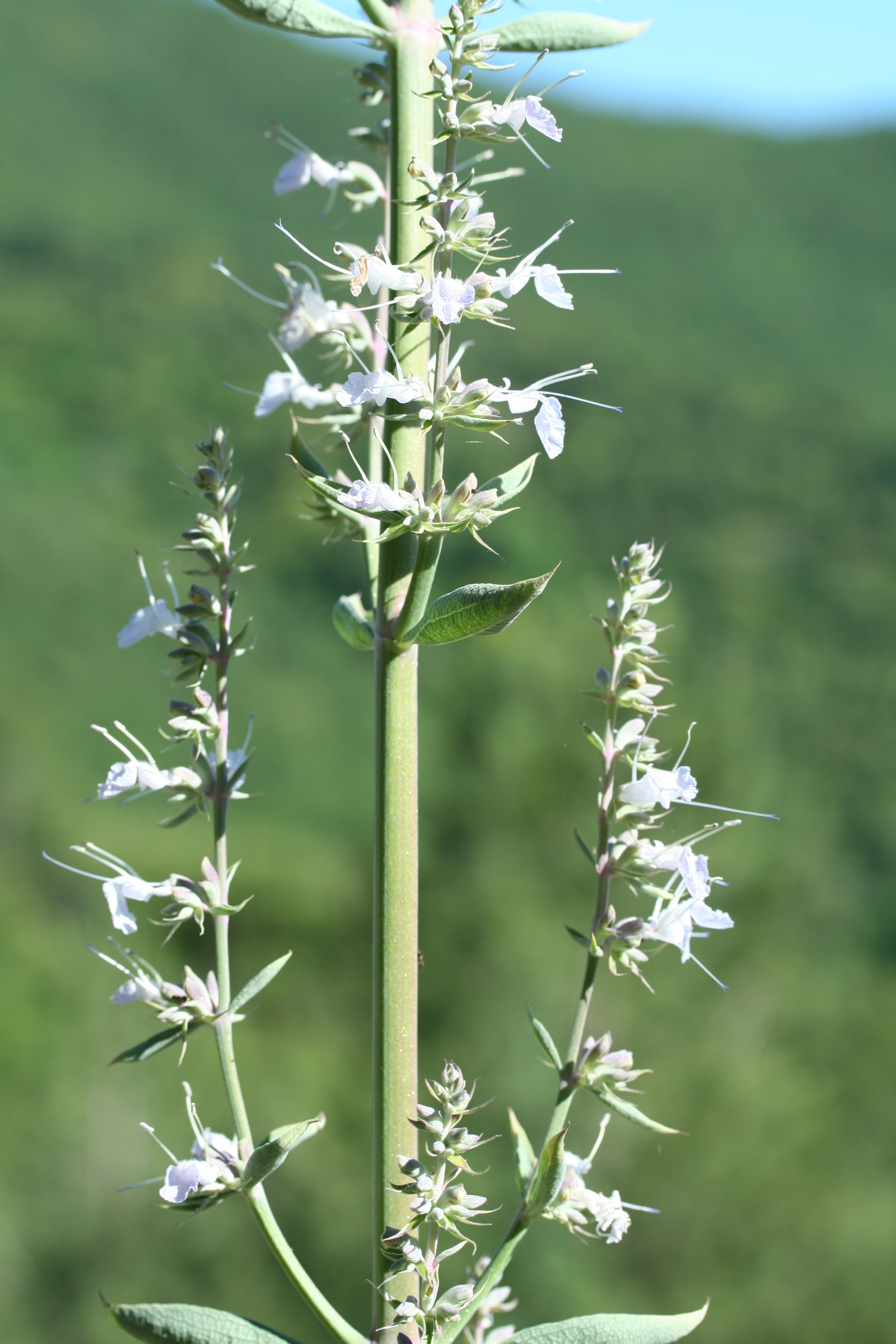 Sauge blanche Bio - Site de HORIZONS AROMATIQUES