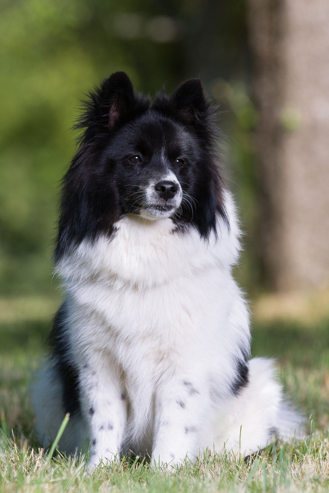 Lynes (Aidan von den Isenauen) - Elo Zuchtstätte vom Adelsbächle