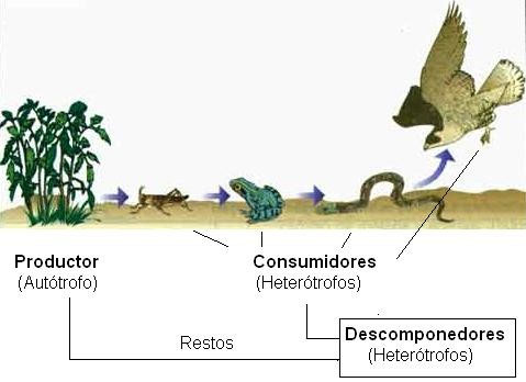 Las formas de nutrición en los seres vivos - Página web de bioamerica6