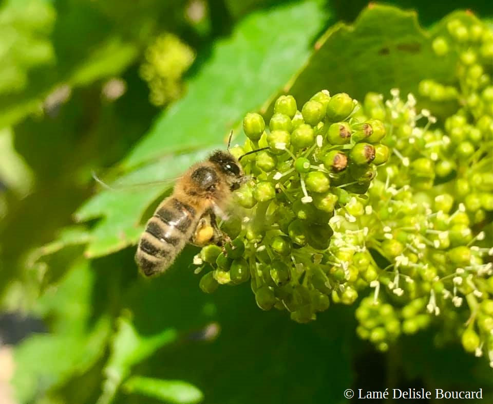 La fleur de vigne : un événement dans le vignoble ! - RDV dans les Vignes