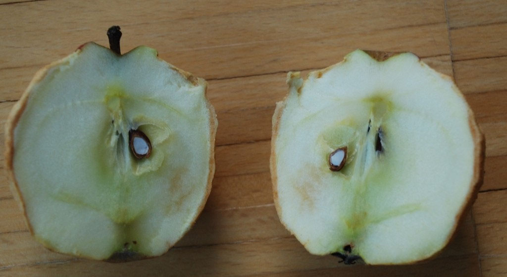 Warum hat ein Apfel eine Schale? - Nela forscht - Naturwissenschaft für ...