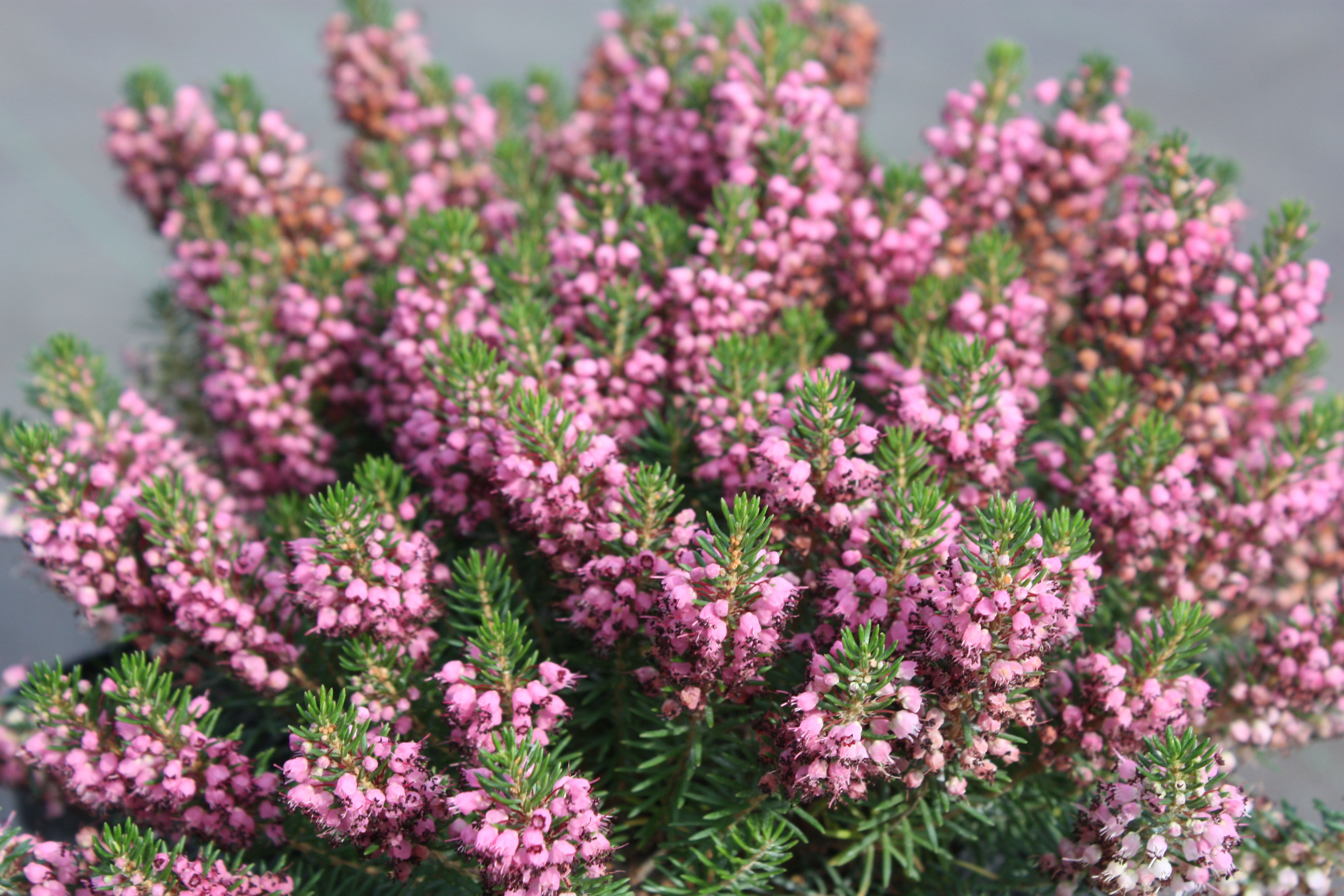 Erica vagans - Husmann Heide-Jungpflanzen
