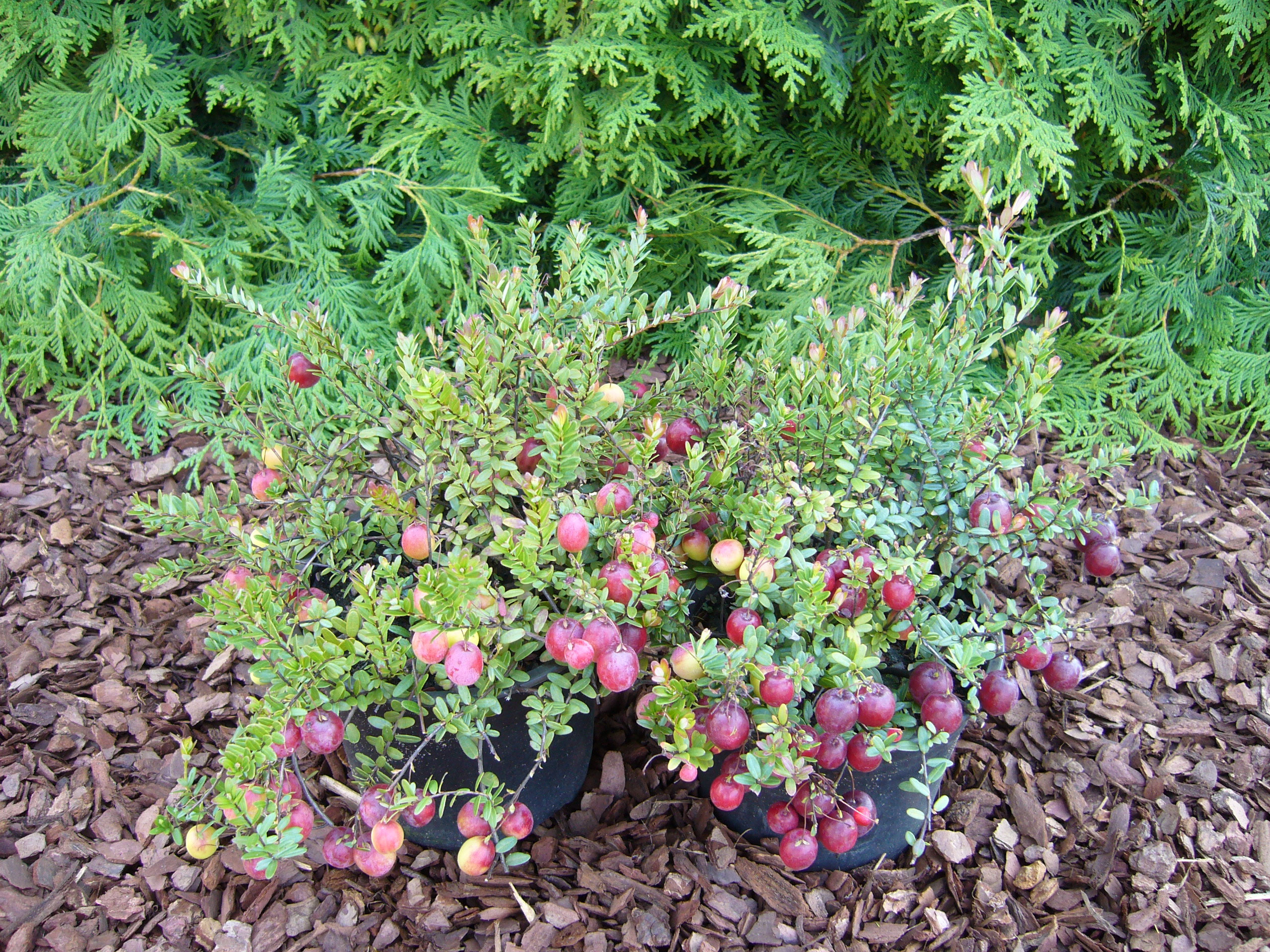 Vaccinium - Husmann Heide-Jungpflanzen