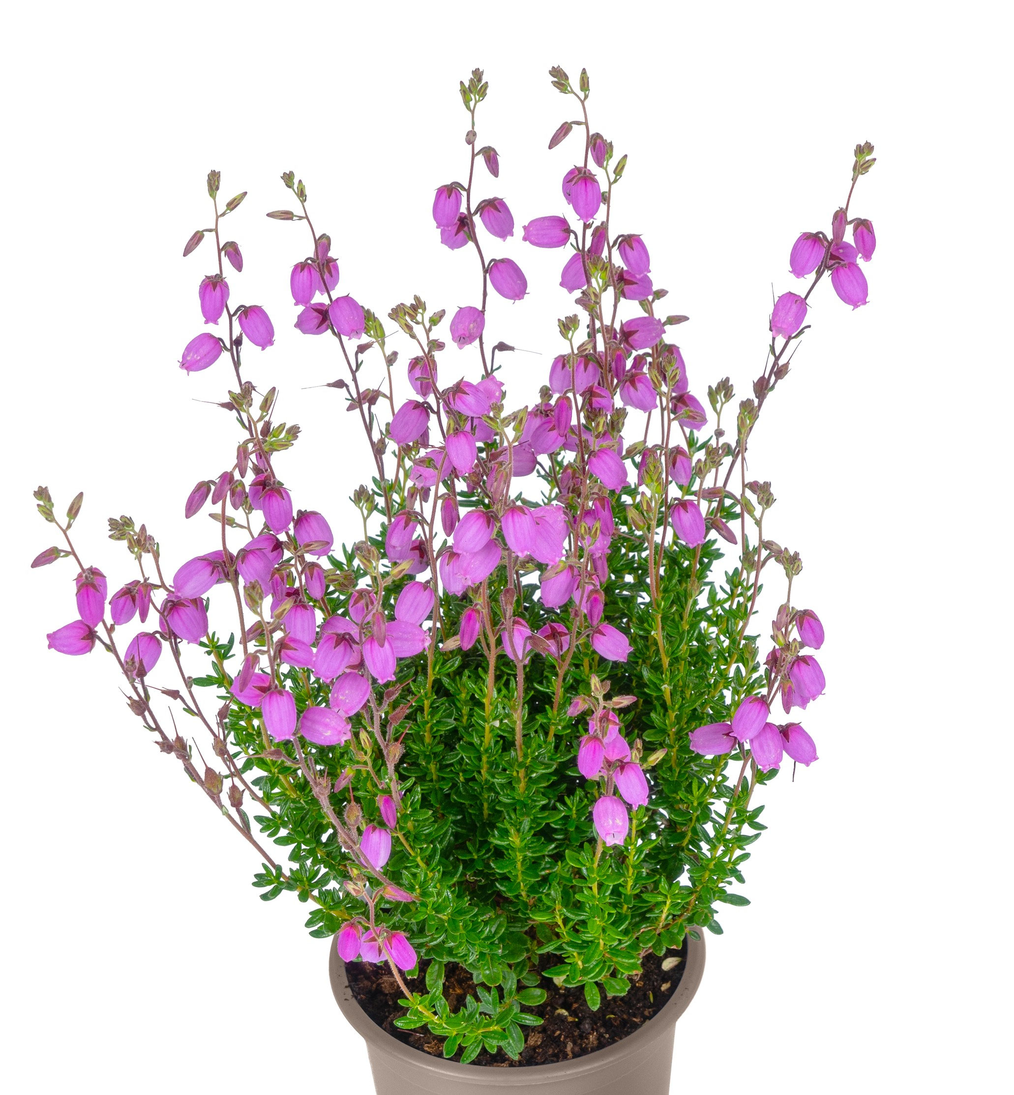 Daboecia - Husmann Heide-Jungpflanzen