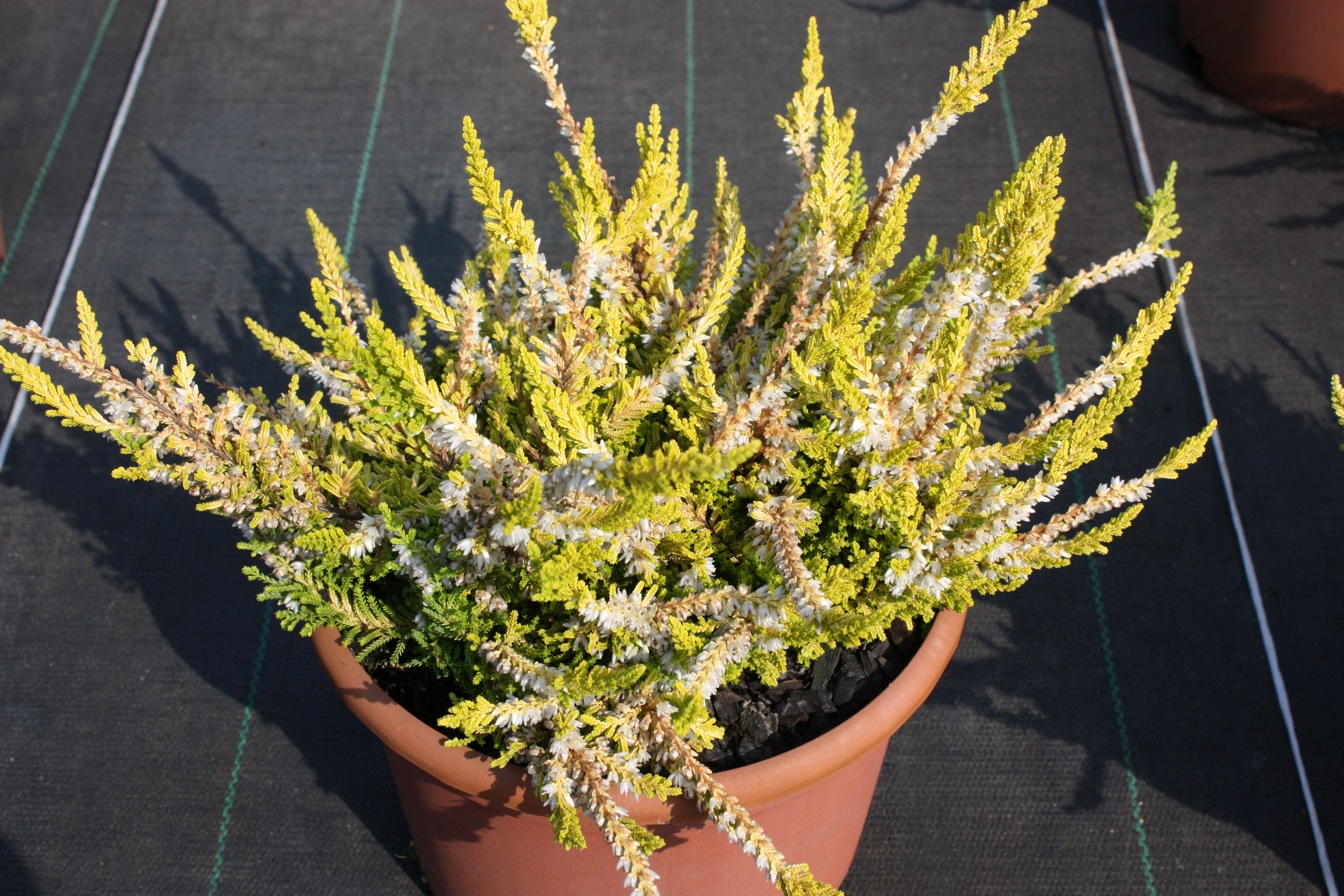 Calluna A-F - Husmann Heide-Jungpflanzen