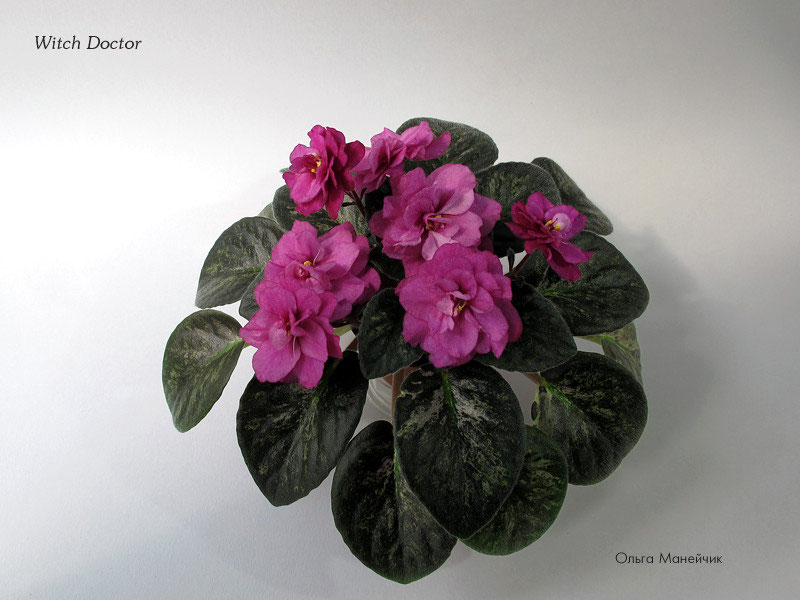 Witch Doctor (Gehr) - Колекція фіалок Ольги Манейчик