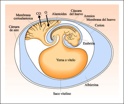 PARTES DE UN HUEVO - agakramer