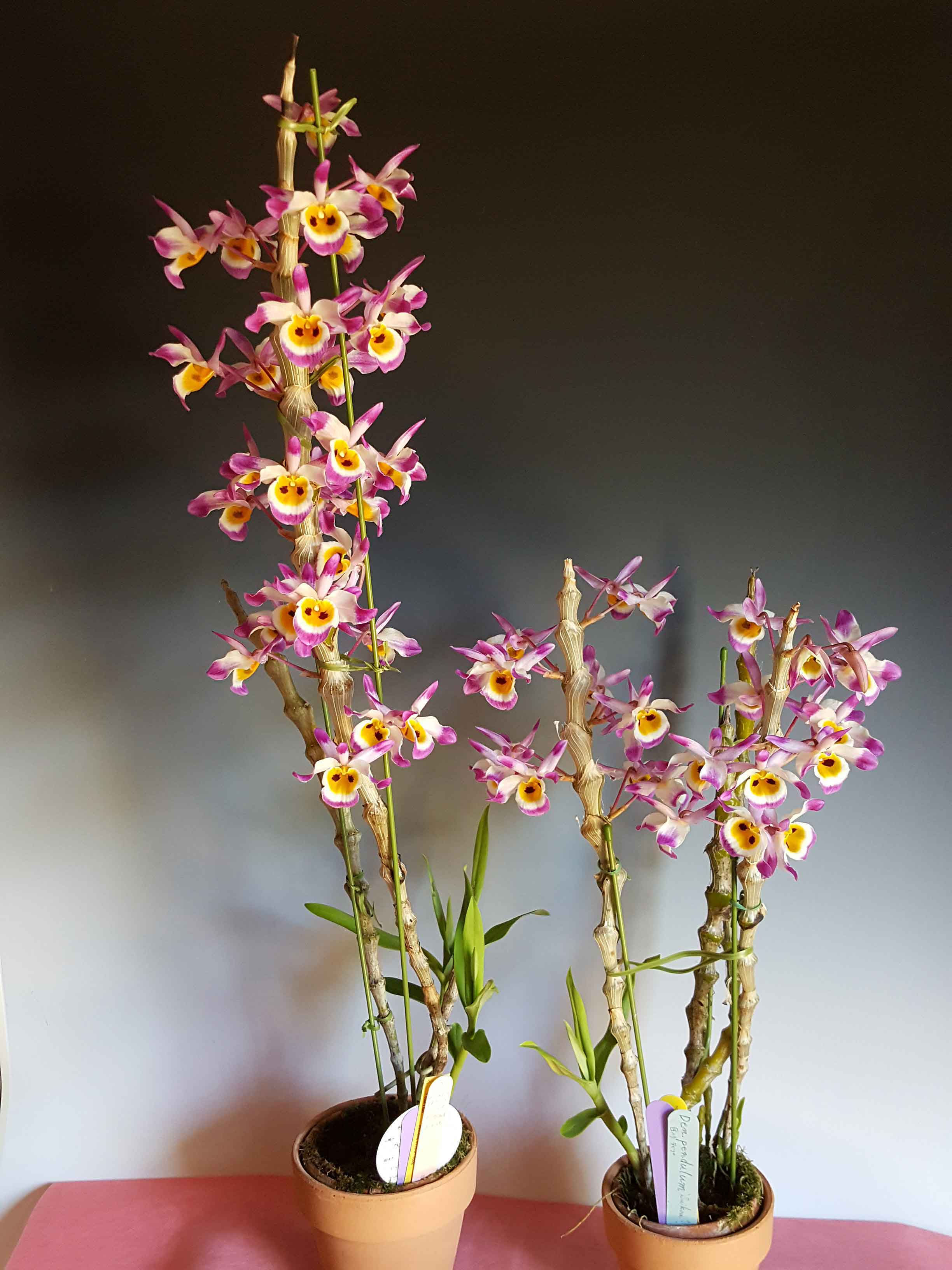 Den.pendulum - suikouorchids ページ！