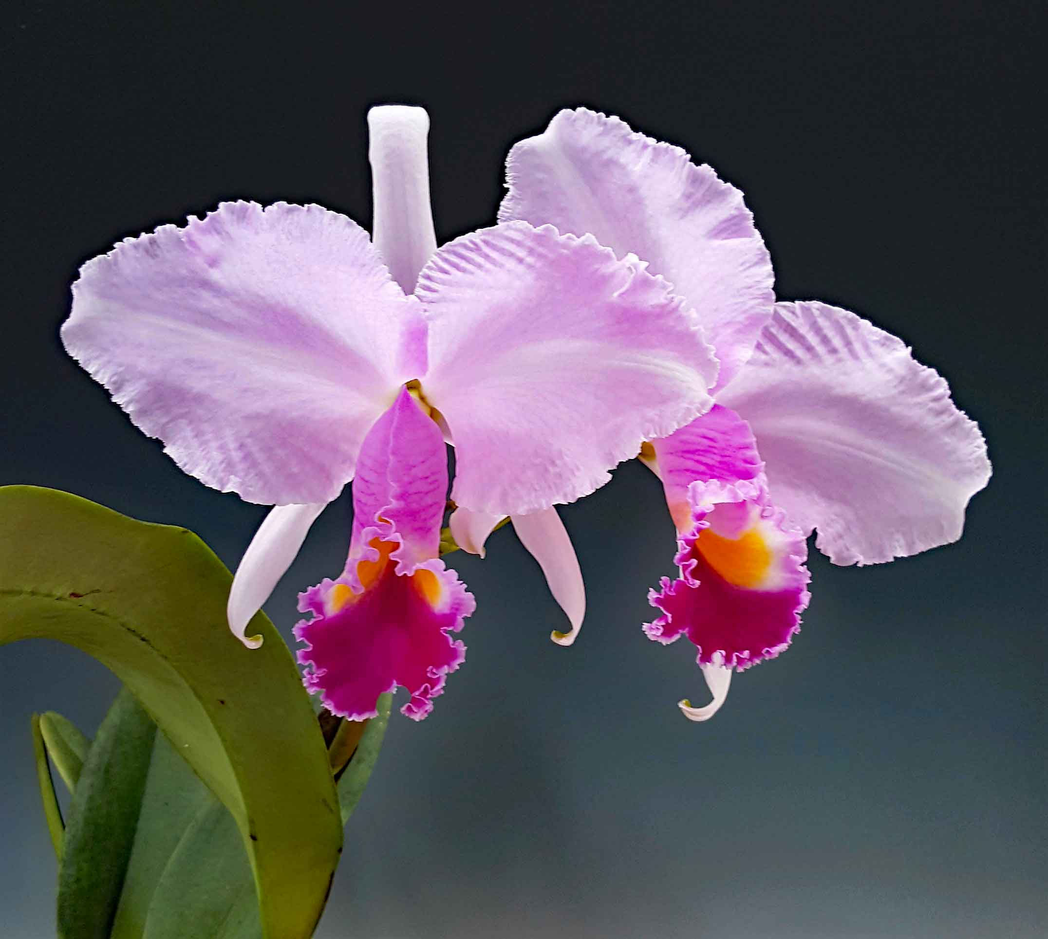 C.trianae splash A - suikouorchids ページ！