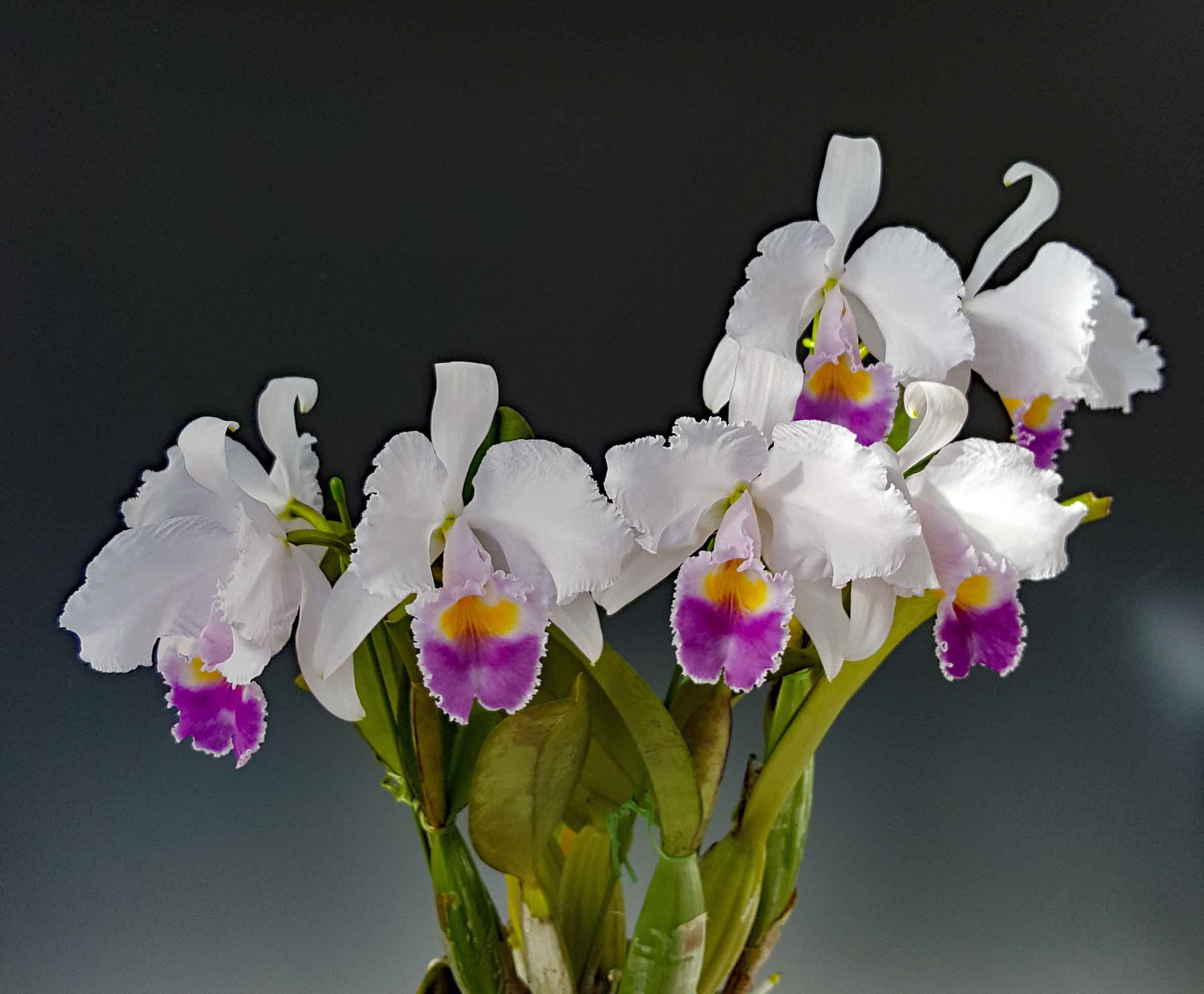 C.trianae splash A - suikouorchids ページ！