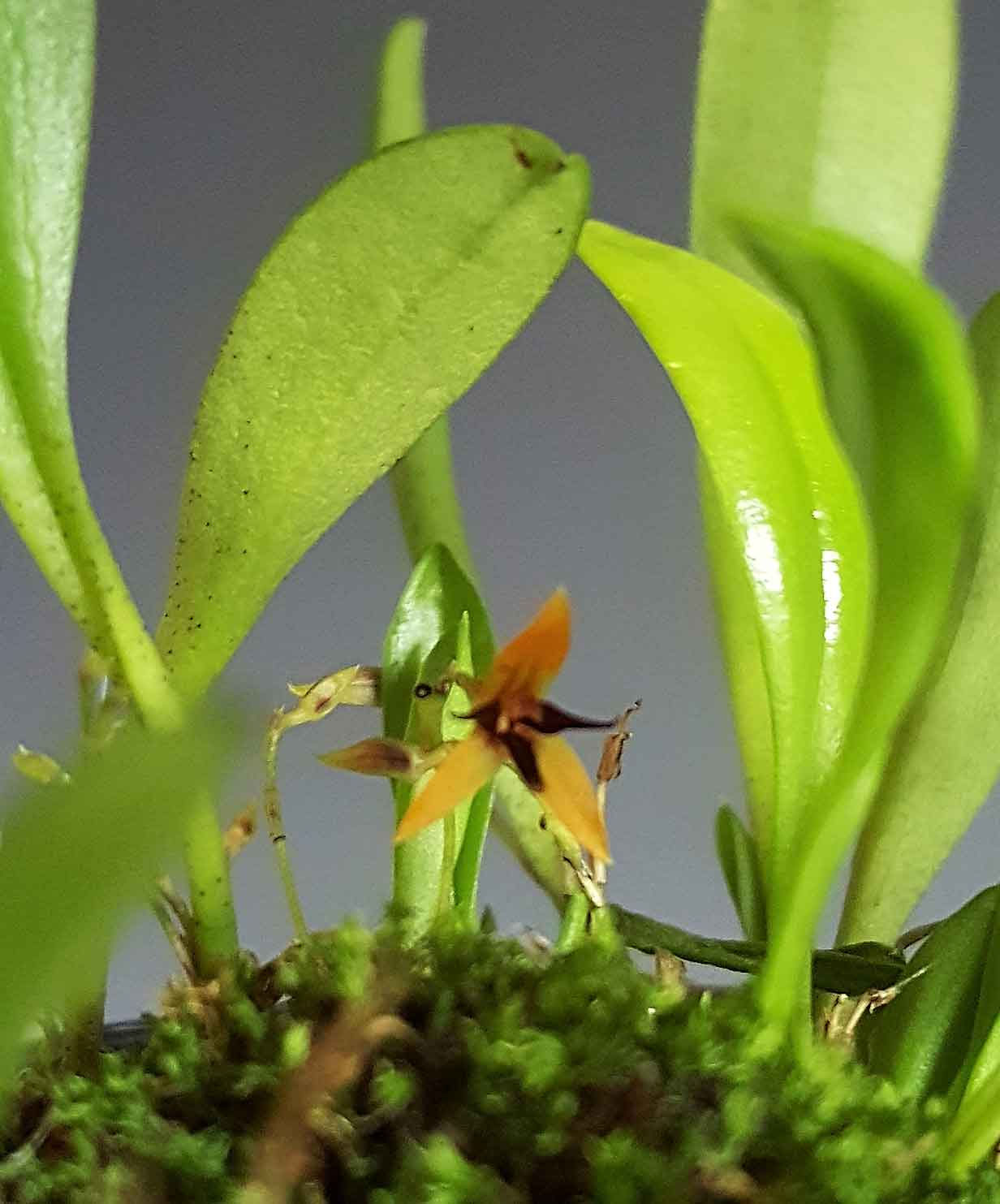 Cattleya・Dendorobium以外のその他の属 - suikouorchids ページ！