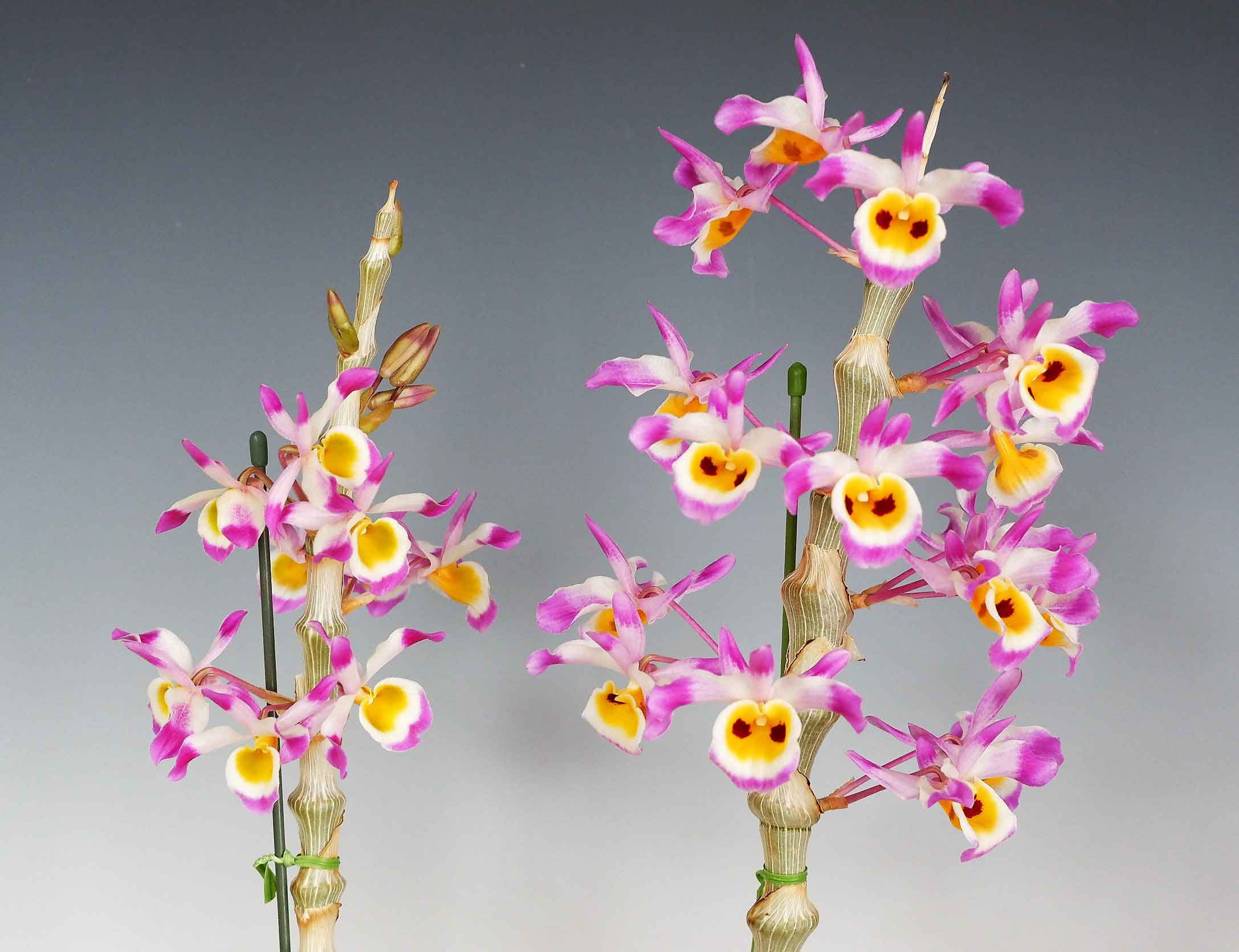 Den.pendulum - suikouorchids ページ！