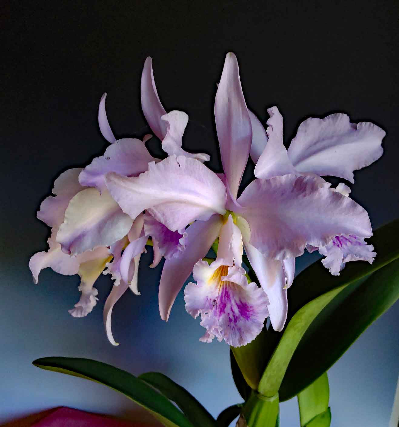 C.labiata - suikouorchids ページ！