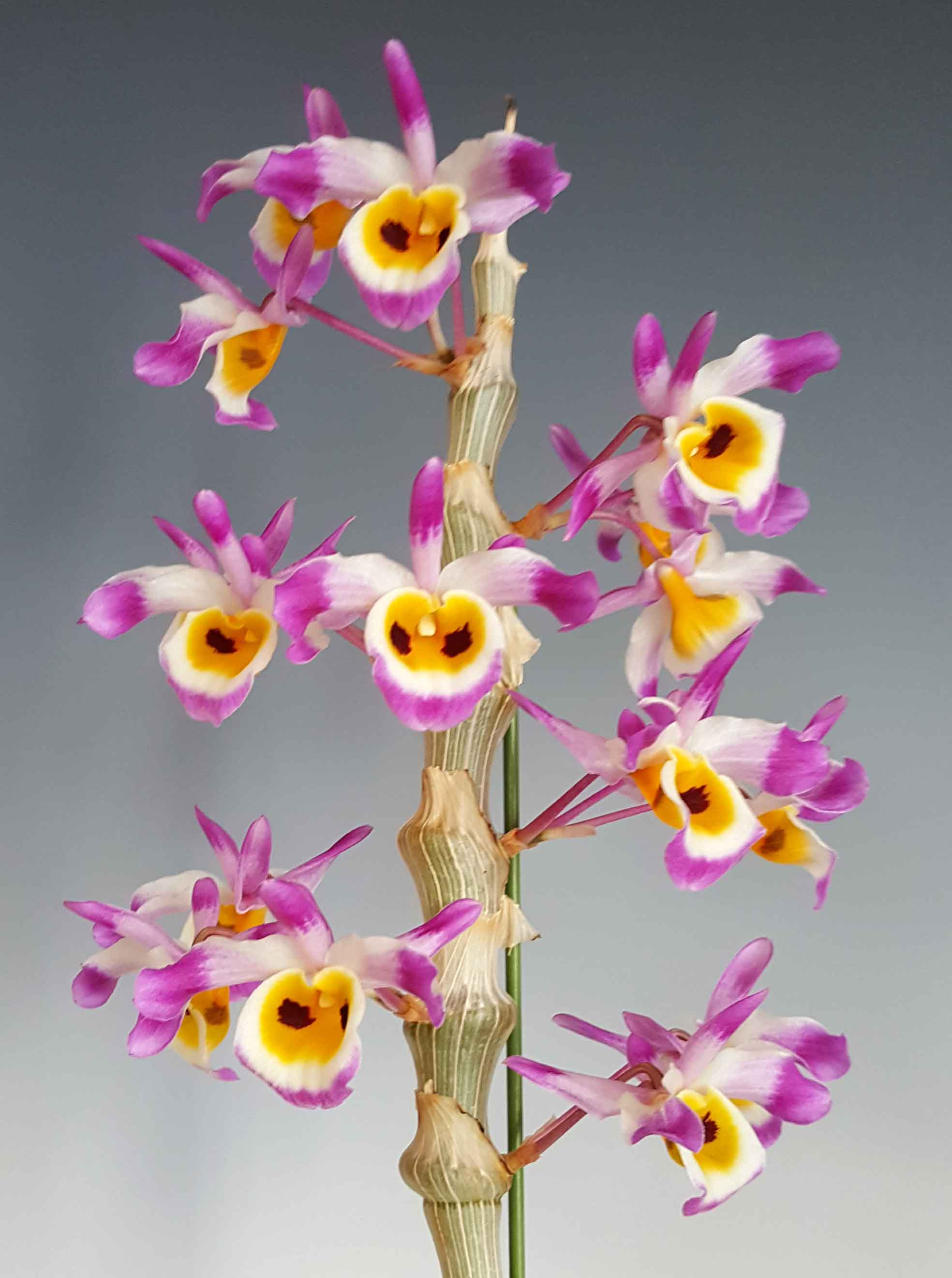 Den.pendulum - suikouorchids ページ！