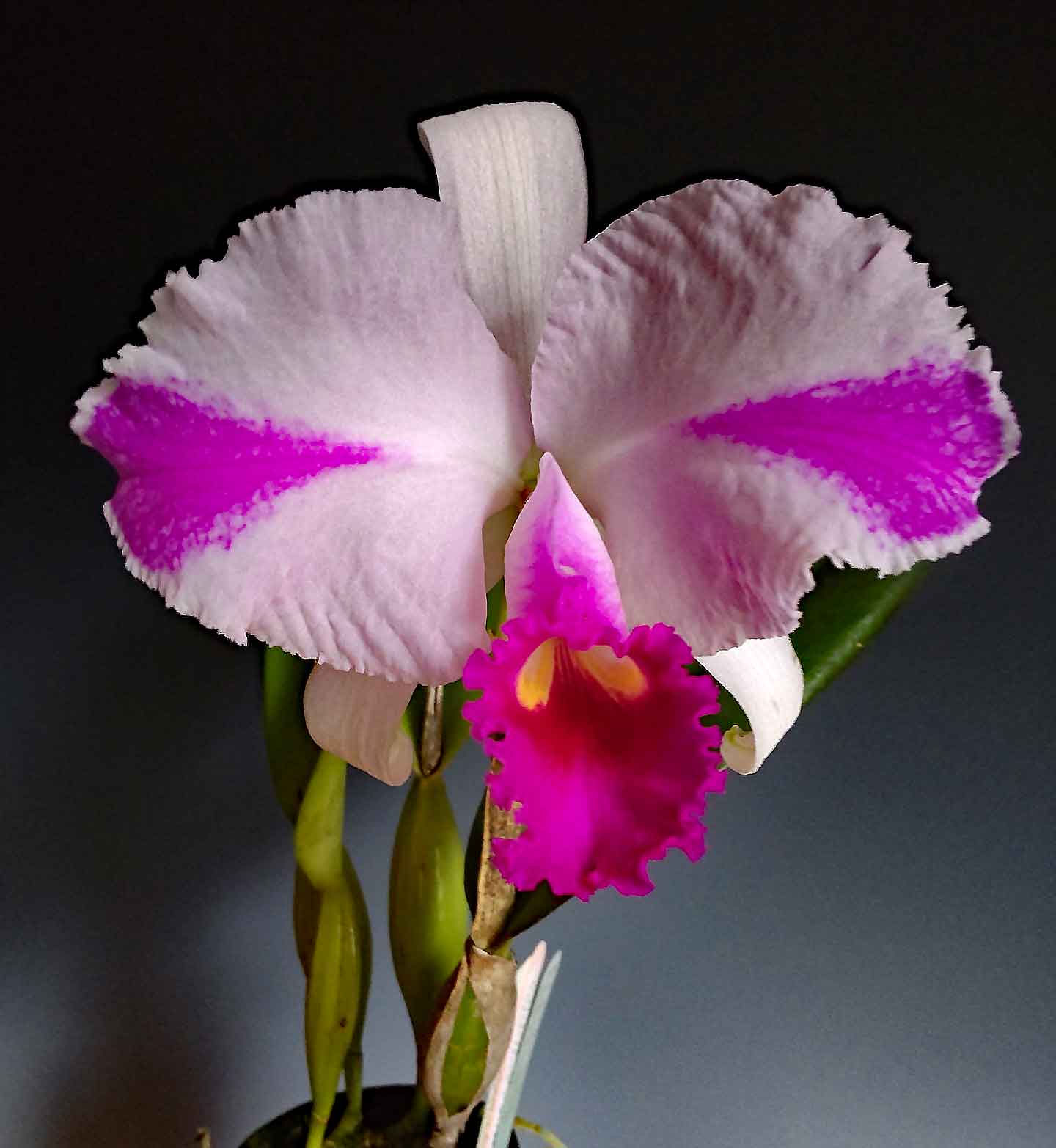 C.trianae splash A - suikouorchids ページ！