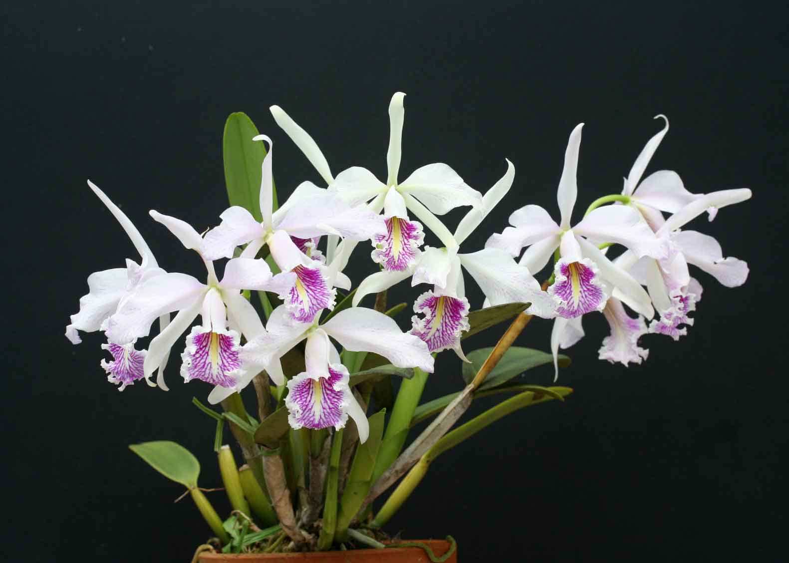 C.maxima - suikouorchids ページ！