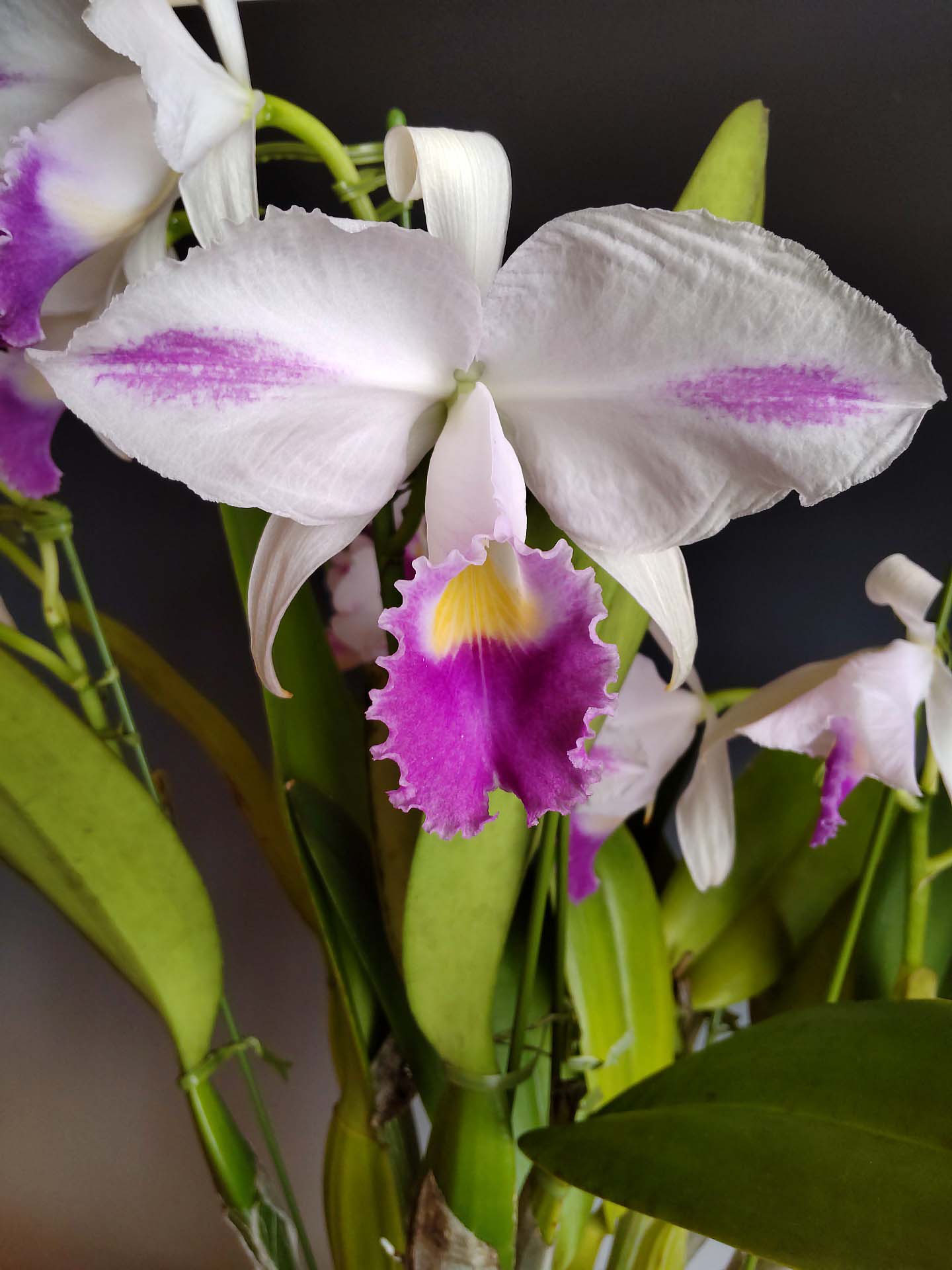 C.trianae splash A - suikouorchids ページ！