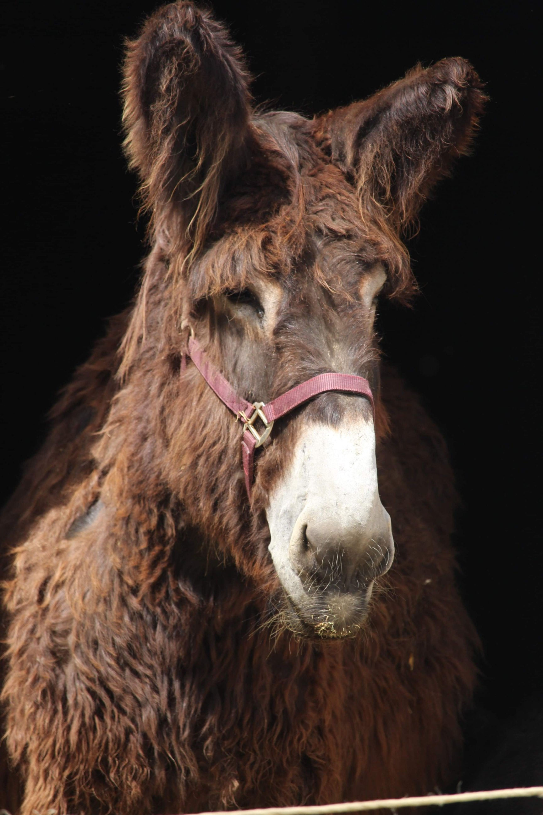 Bienvenue sur le site des baudets de Valorge - Les baudets de Valorge