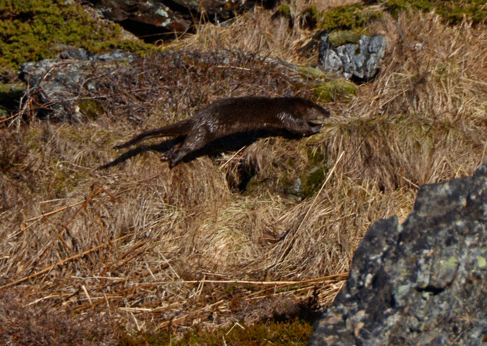 Sub-Arctic Flora and Fauna - fergusmurraysculpture.com